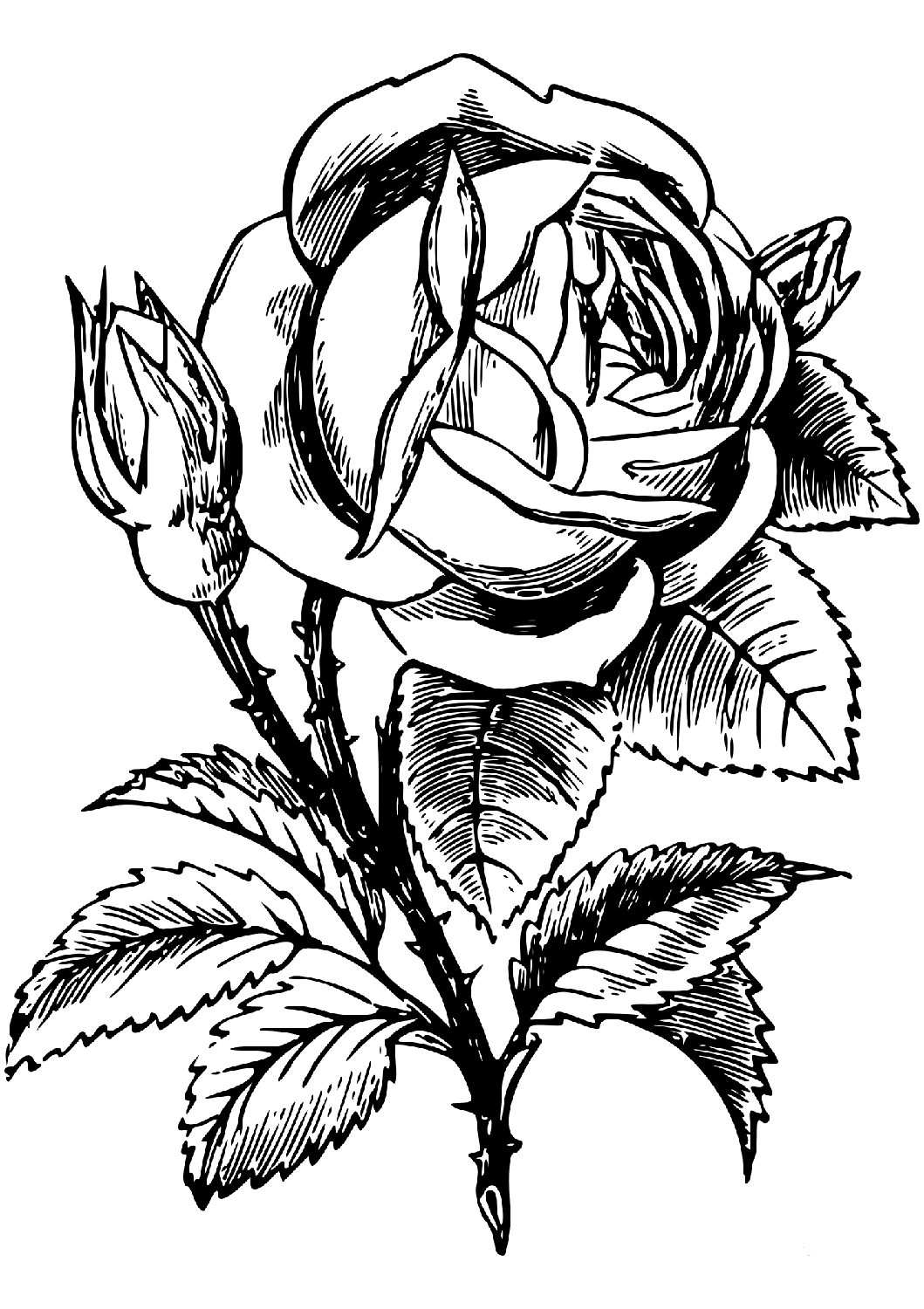 Rose Coloring Pages Printable Free