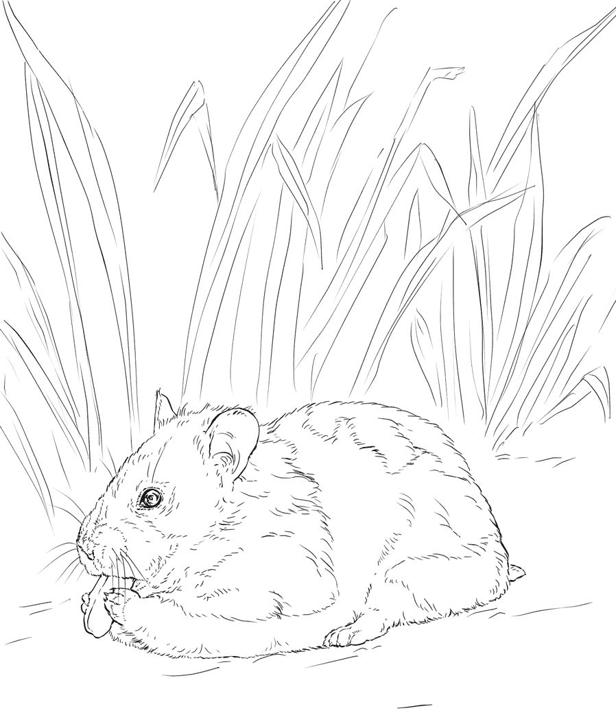 Realistic Animal Coloring Pages Coloring Pages For Kids And Adults Realistic Animal Coloring Pages Coloring Pages For Kids And Adults