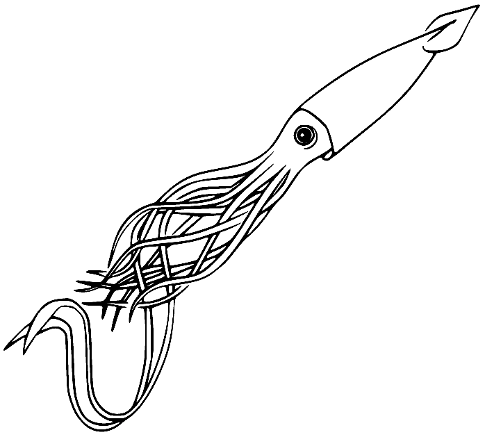 Colossal Squid Coloring Pages