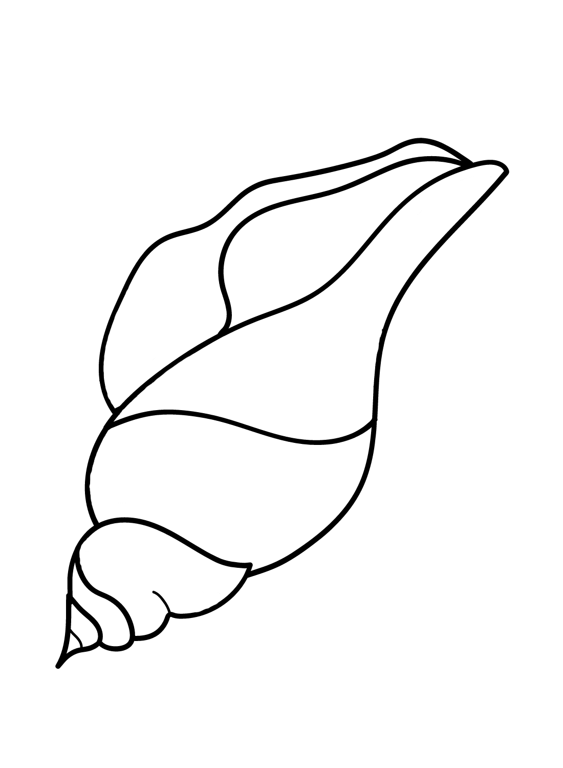 20 Conch Coloring Pages Free Printable PDF JPG PNG Online Coloring 20 Conch Coloring Pages Free Printable PDF JPG PNG Online Coloring