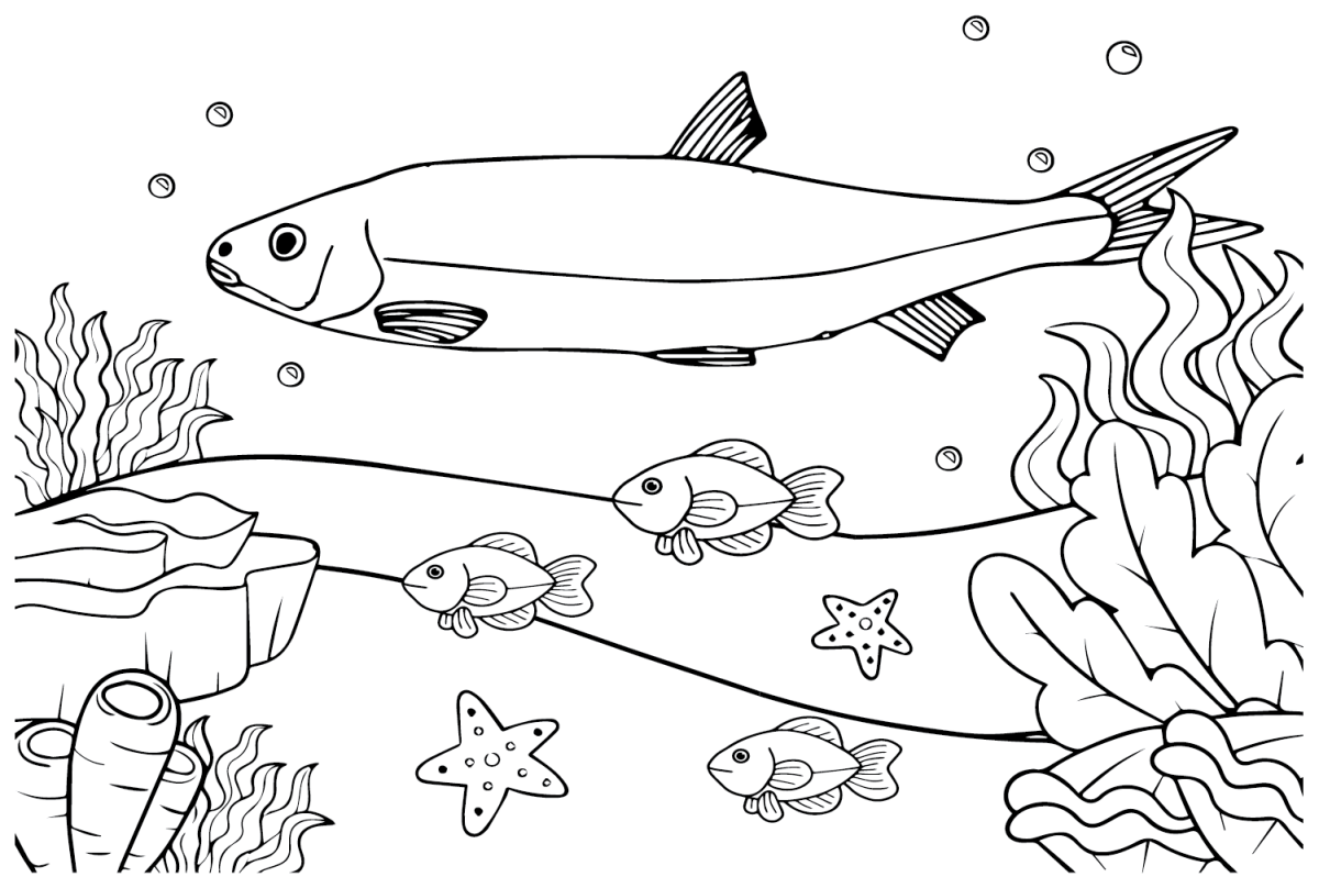 Bluefish Coloring Pages - Free Printable PDF & Online Coloring