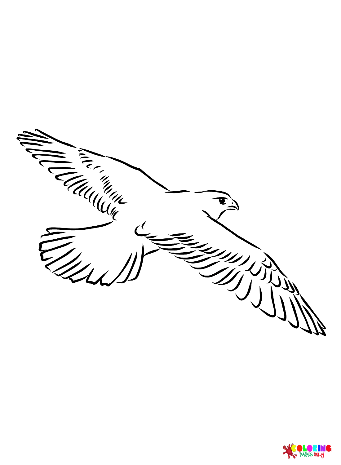 Easy Flying Hawk Drawing