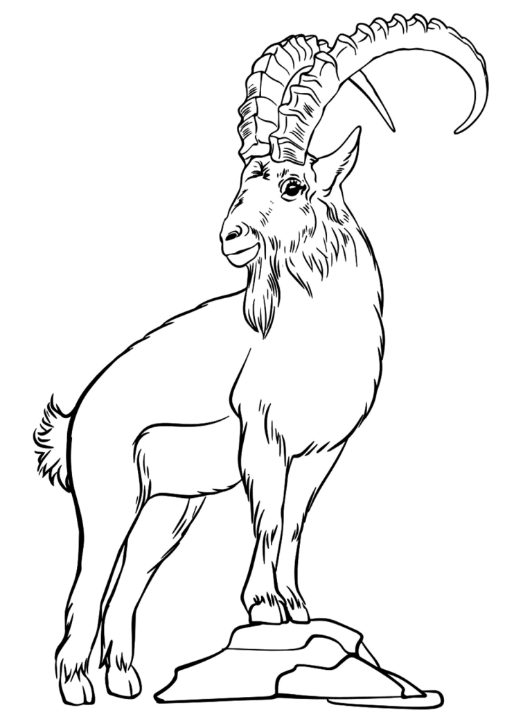 Mouflon Coloring Pages - Free Printable PDF & Online Coloring
