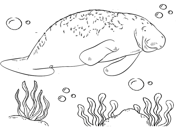Manatee Coloring Pages - Free Printable PDF & Online Coloring