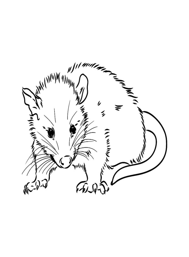 20+ Rat Coloring Pages - Free Printable PDF & Online Coloring