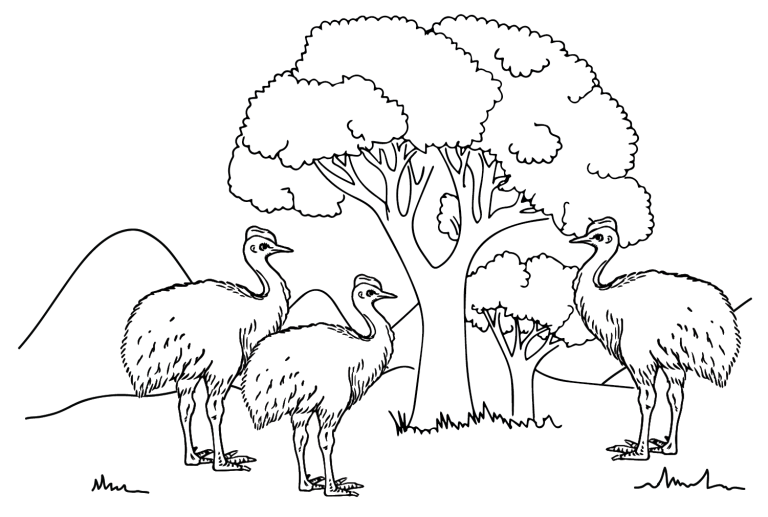 20+ Cassowary Coloring Pages - Free Printable PDF & Online Coloring
