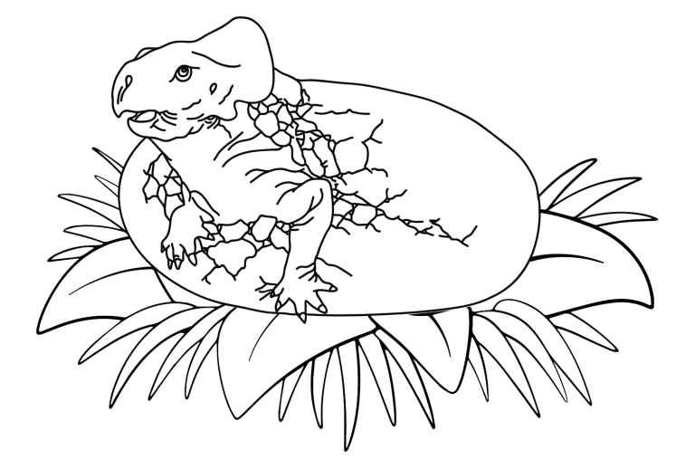 20+ Protoceratops Coloring Pages - Free Printable PDF & Online Coloring