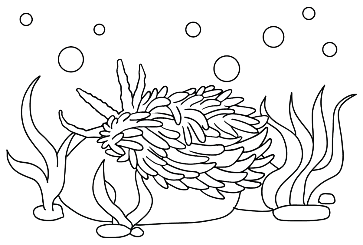 20+ Sea Slug Coloring Pages - Free Printable PDF & Online Coloring