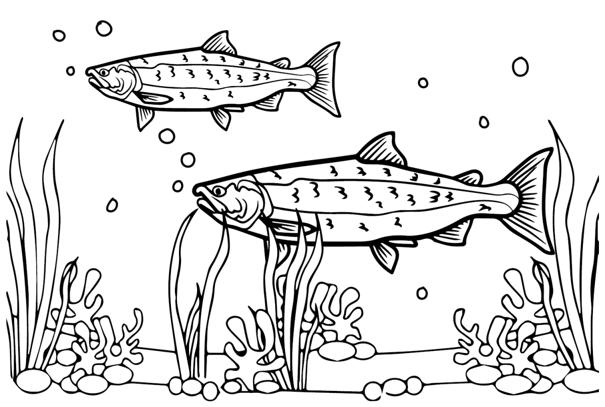 20+ Salmon Coloring Pages - Free Printable PDF & Online Coloring