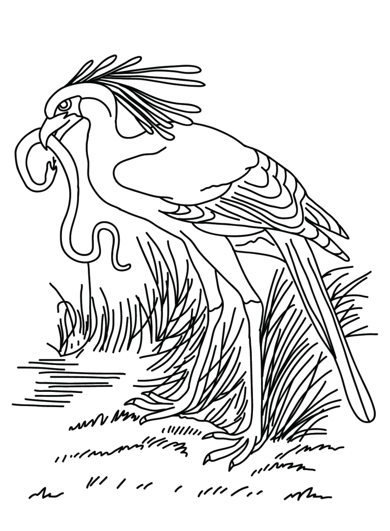 Coloring Pages For Kids And Adults