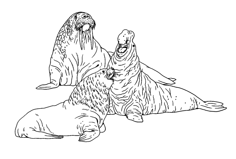 24 Sea Lion Coloring Pages - Free & Printable for Kids and Adults
