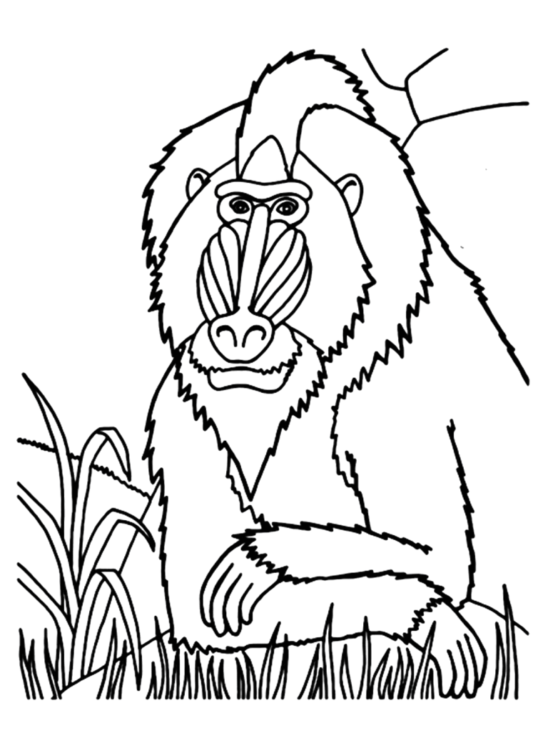 Plus de 20 coloriages de mandrills - Coloriages gratuits à imprimer en ...