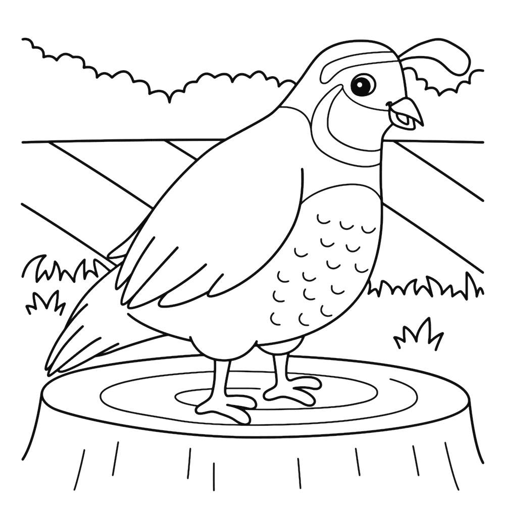 California Quail Picture For Coloring