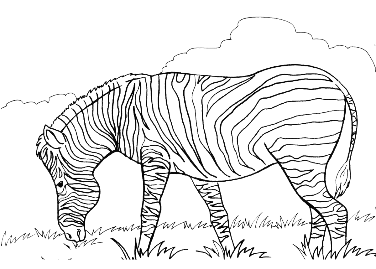 69 Pagine da colorare di zebre - ColoringPagesOnly.com